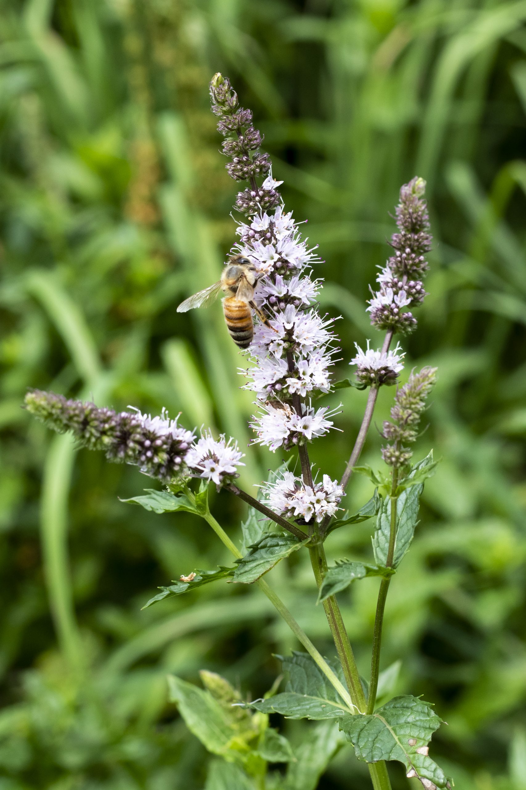Growing Sweet, Seductive Mint - Countryside